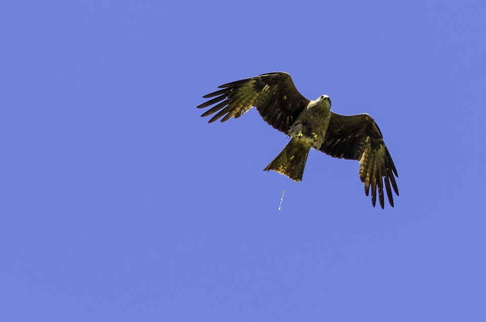 Mierda Cielo - Foto gratis en Pixabay