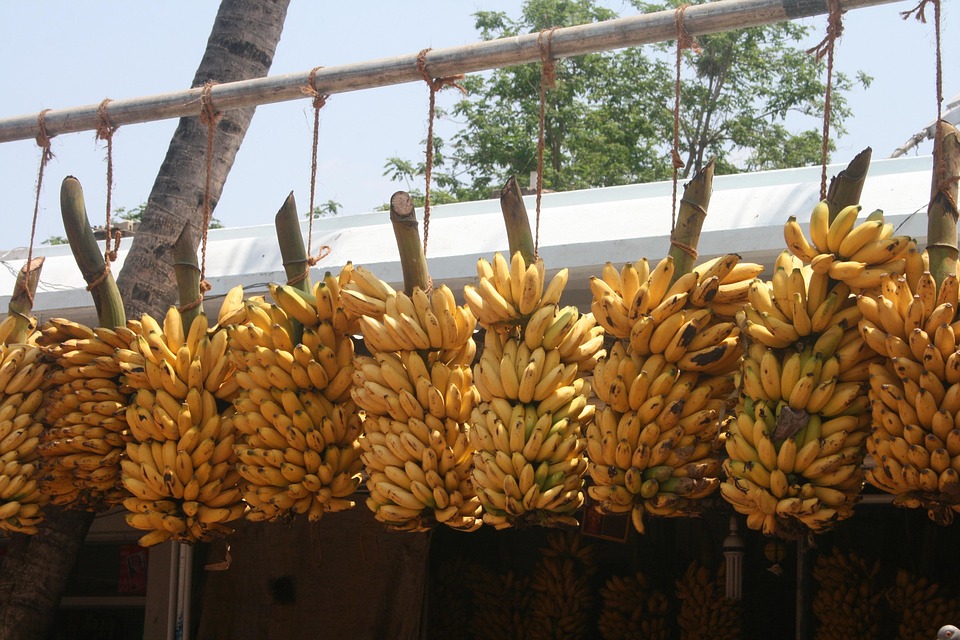 Banana Bunch Indian Bananas - Free photo on Pixabay