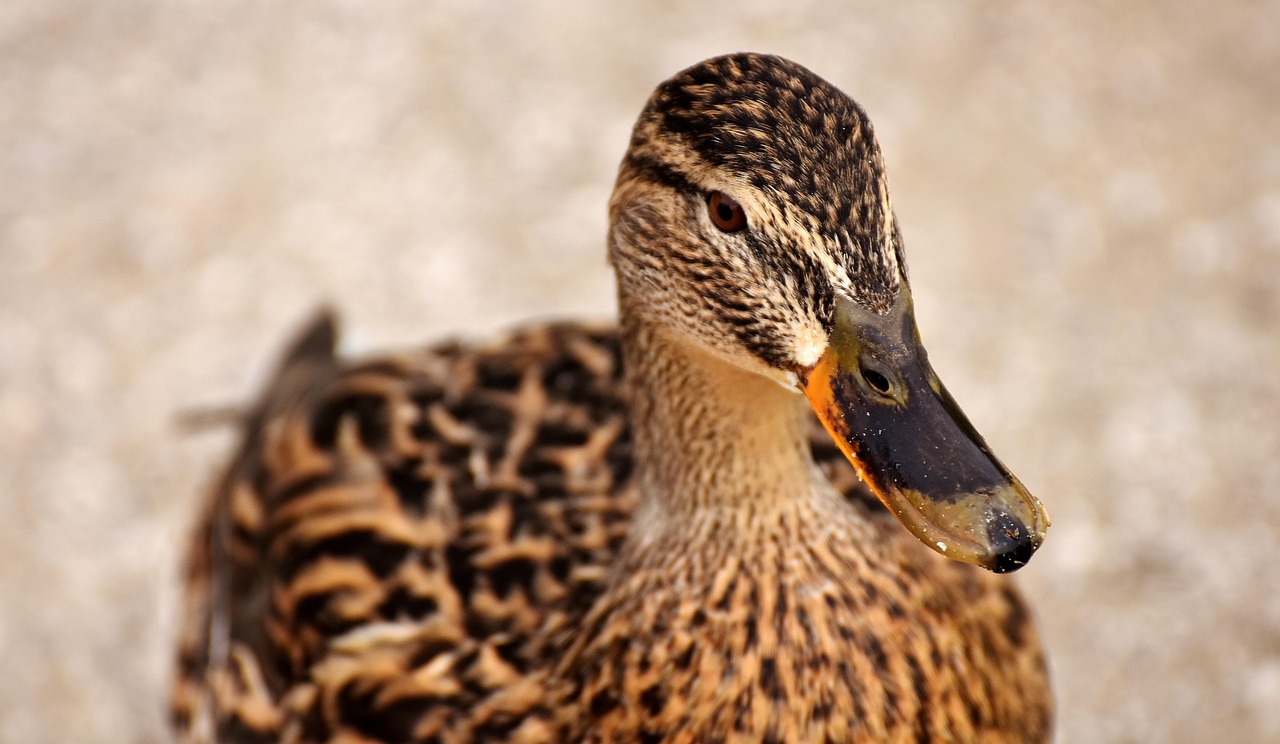 Mallard Brown Wildlife - Free photo on Pixabay