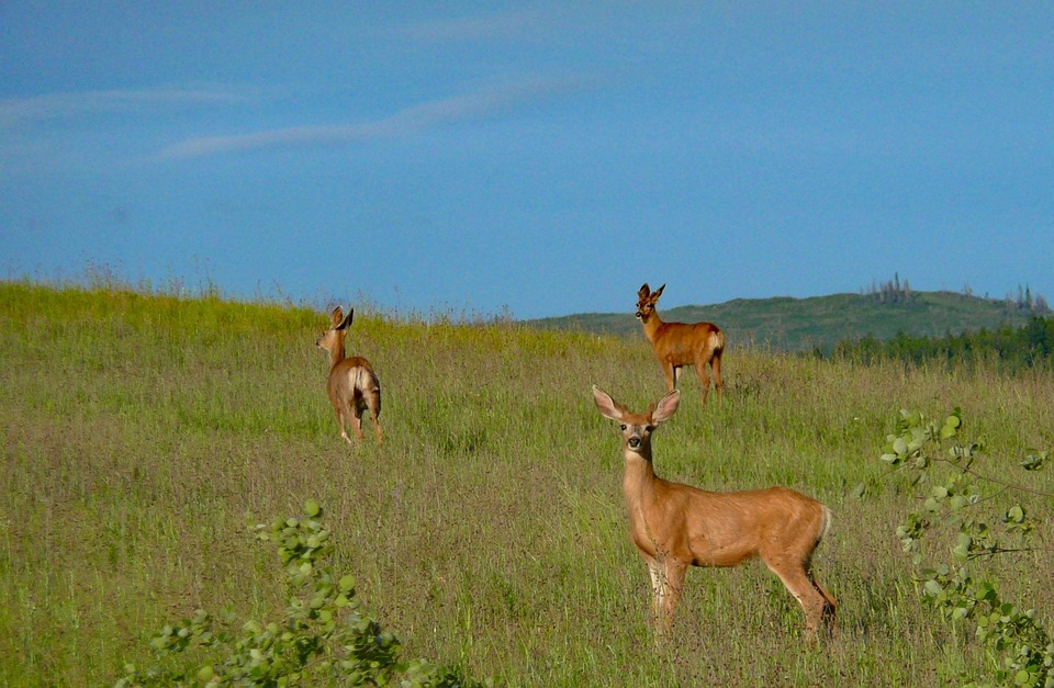 Deer Wildlife Animals - Free photo on Pixabay - Pixabay