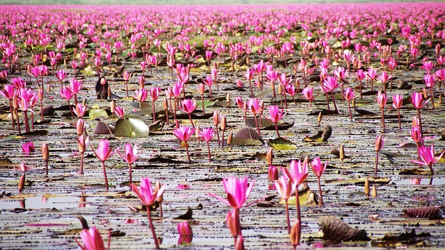 Red Lotus Sea - Free photo on Pixabay