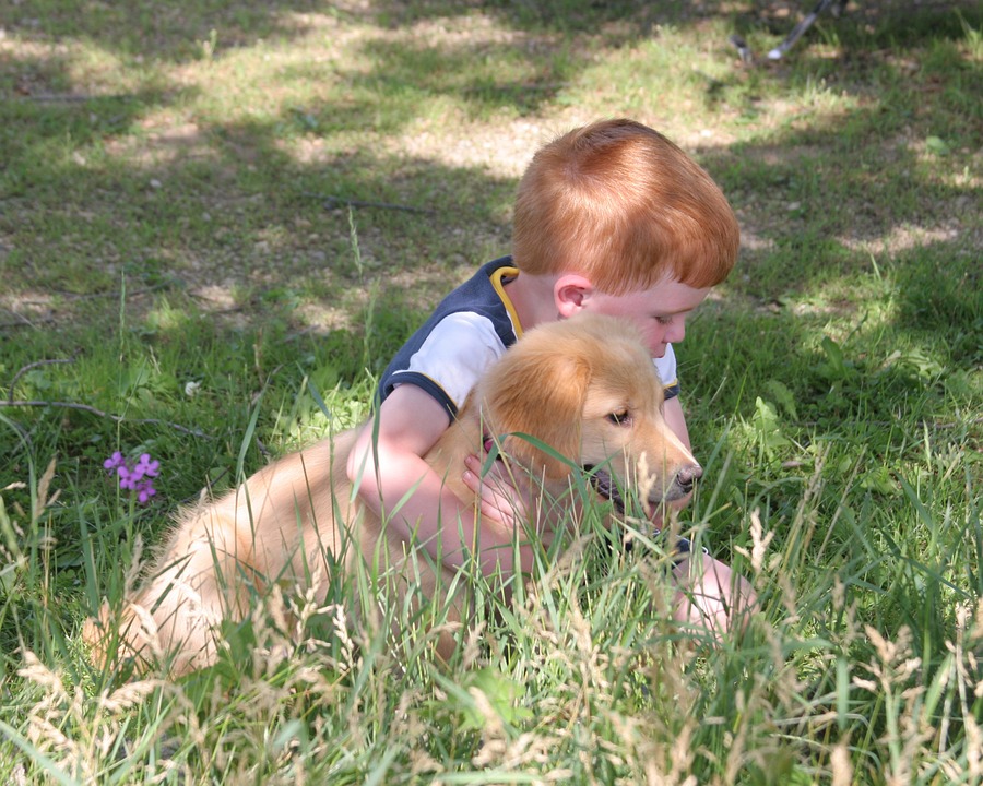 Puppy Boy Cute - Free photo on Pixabay - Pixabay