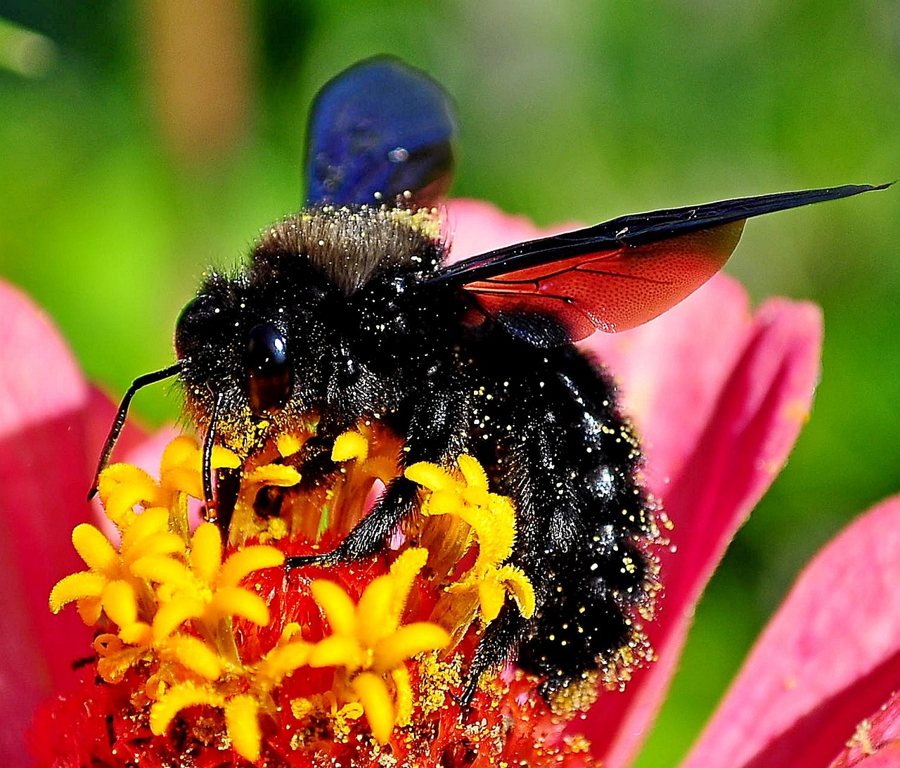 Los Insectos De La Flor Drvodělka - Foto gratis en Pixabay - Pixabay
