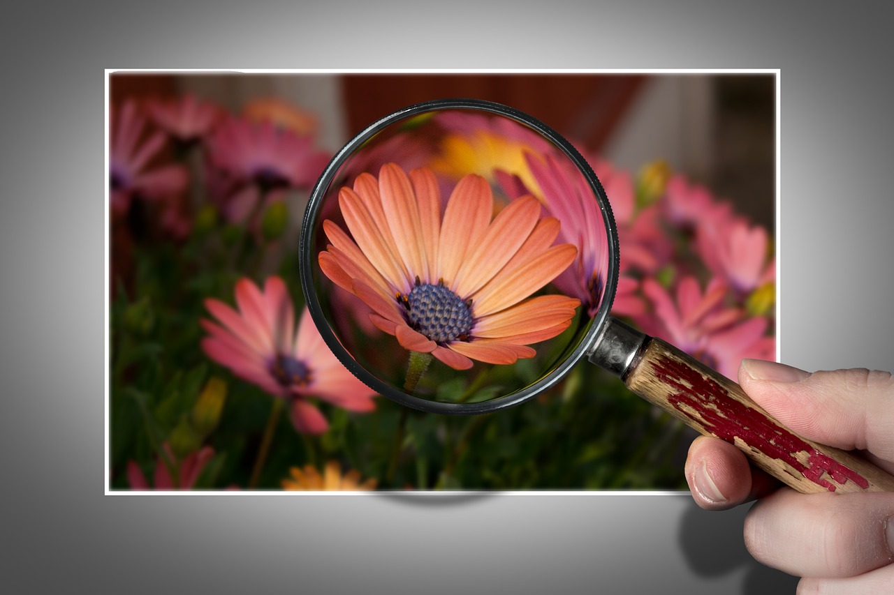 200+ Free Magnify & Search Images - Pixabay