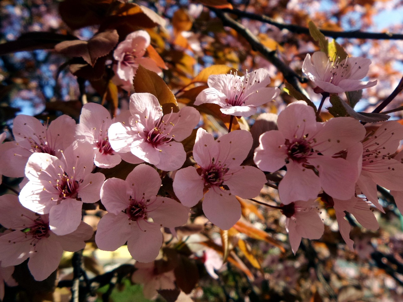 Wood Flower - Free photo on Pixabay - Pixabay
