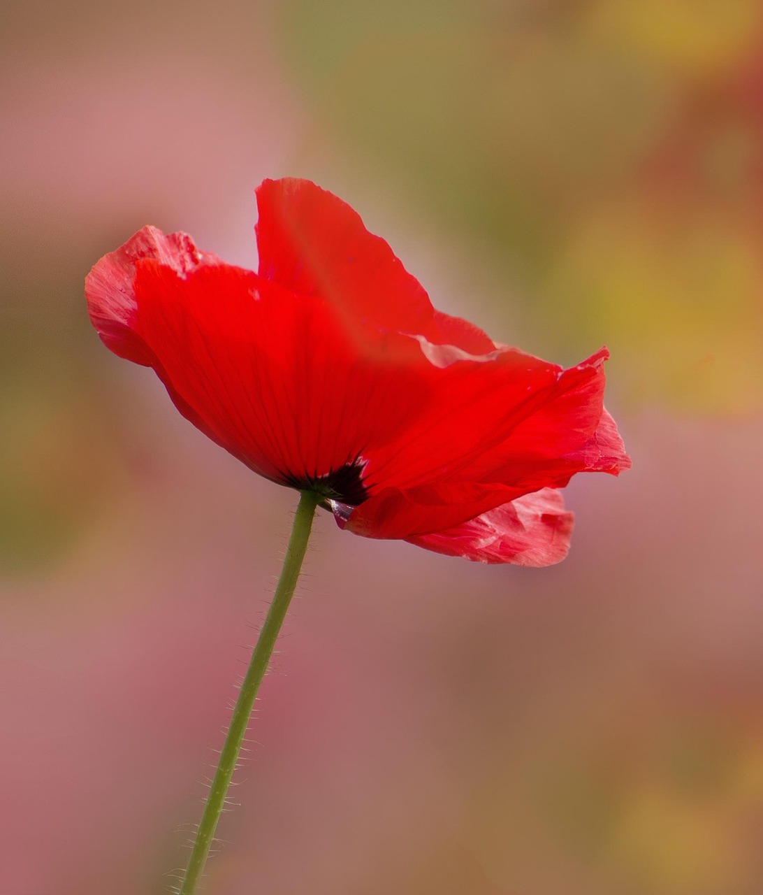 Poppy Red - Free photo on Pixabay - Pixabay