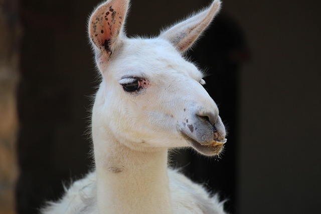 Animal Cabra - Foto gratis en Pixabay - Pixabay