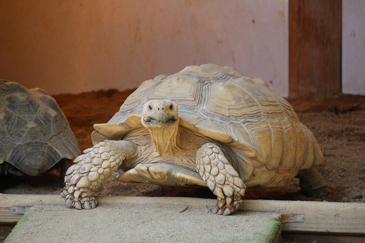 Animal Turtle - Free photo on Pixabay