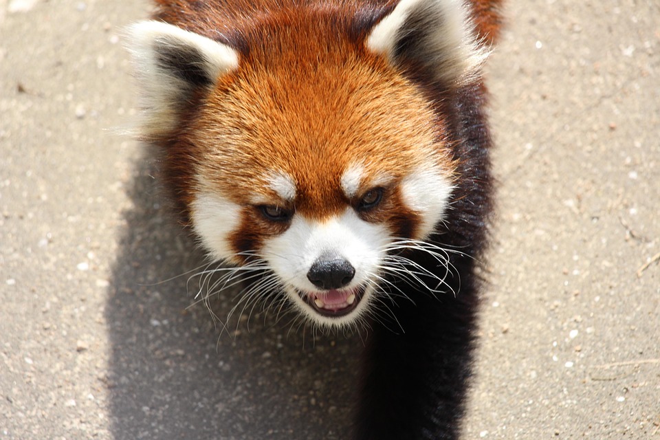 Animal Panda Rouge - Photo gratuite sur Pixabay - Pixabay