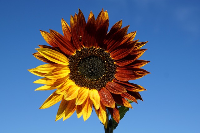 Tournesol Fleur Domaine - Photo gratuite sur Pixabay - Pixabay