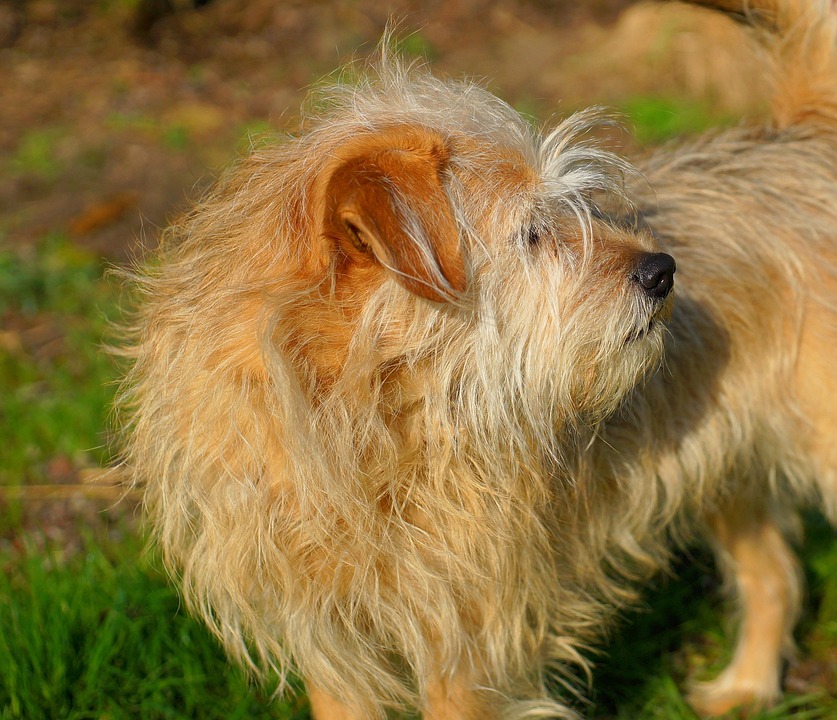Female Dog Domestic Animal - Free photo on Pixabay - Pixabay