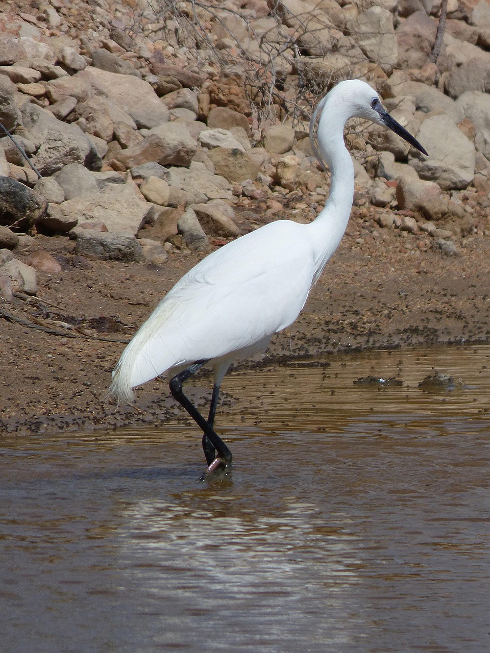 Snowy Egret Egretta Garzetta Water - Free photo on Pixabay - Pixabay