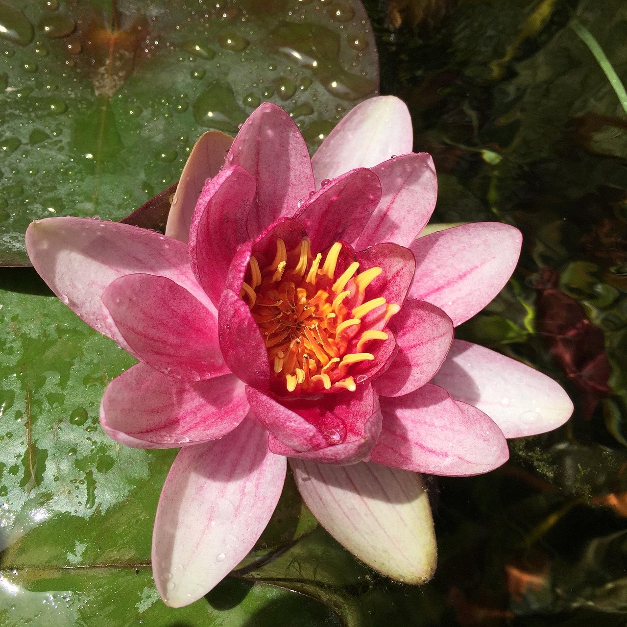 Lirio De Agua Color Rosa Planta - Foto gratis en Pixabay - Pixabay
