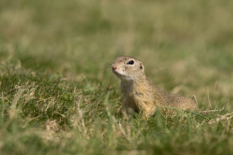 Gopher Naturaleza Animal - Foto gratis en Pixabay - Pixabay