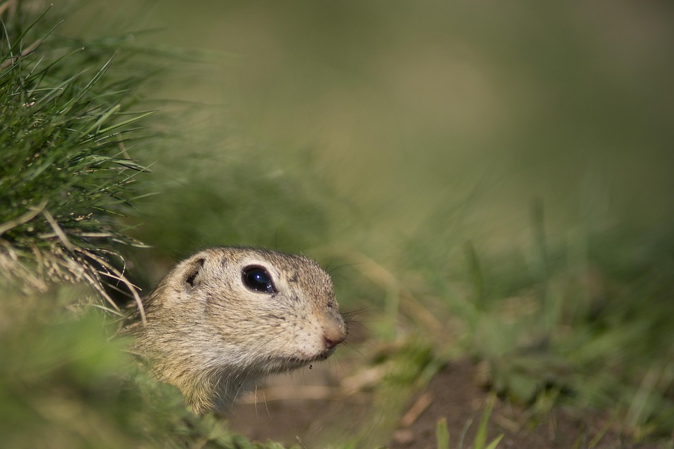 Gopher Mamalia Satwa - Foto gratis di Pixabay - Pixabay