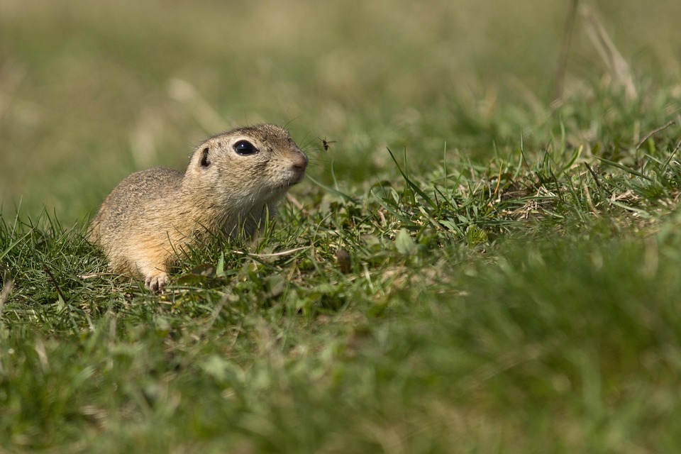 Gopher Mammifère Animal - Photo gratuite sur Pixabay - Pixabay