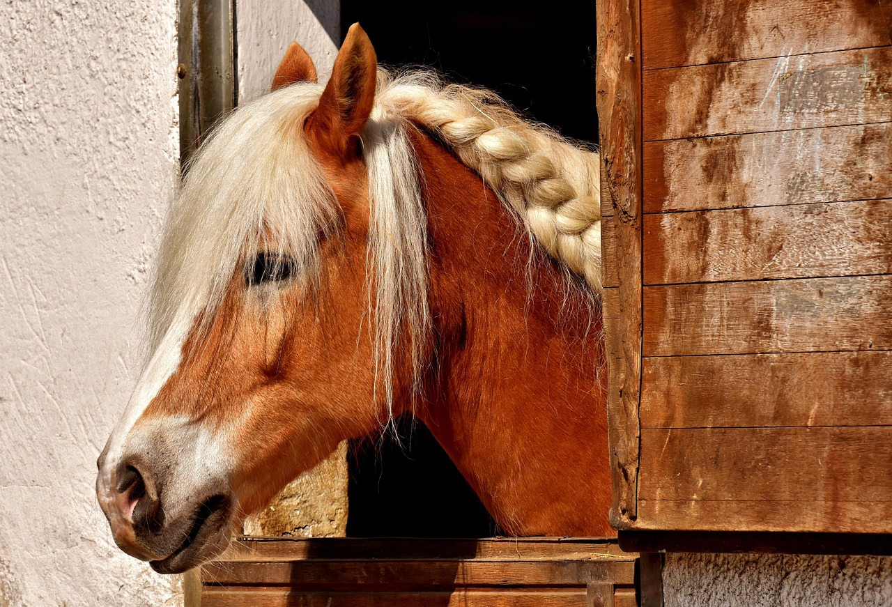 10,000+ Free Horse Stable & Horse Images - Pixabay