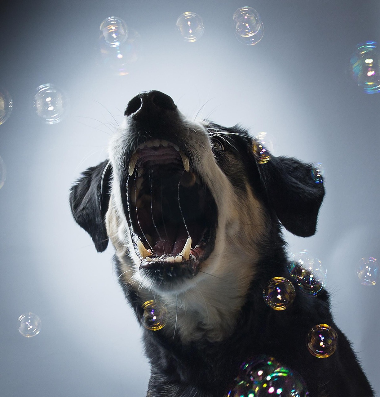 Dog Female Hybrid - Free photo on Pixabay - Pixabay