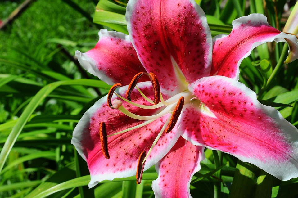 Tiger Lilies Macro Shooting - Free photo on Pixabay