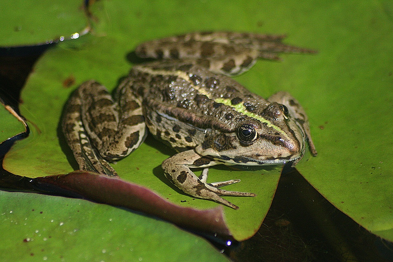 The Marsh Frog - Free photo on Pixabay - Pixabay