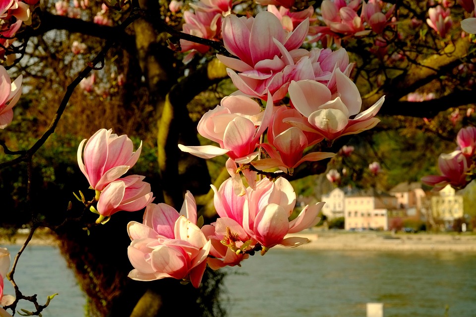 Magnolie Magnolienbaum Frühling - Kostenloses Foto auf Pixabay - Pixabay