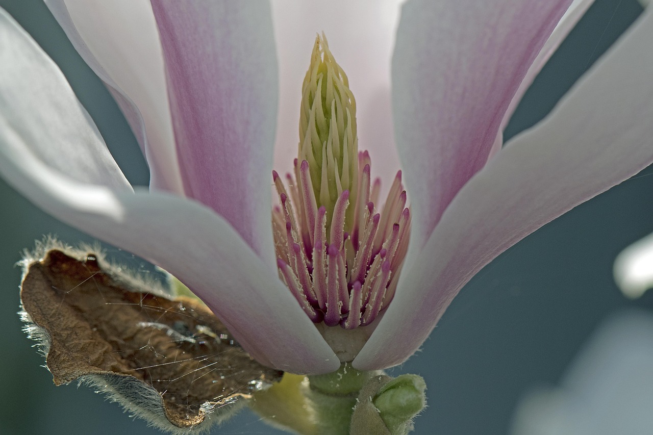 Magnolia Blossom Bloom - Free photo on Pixabay - Pixabay