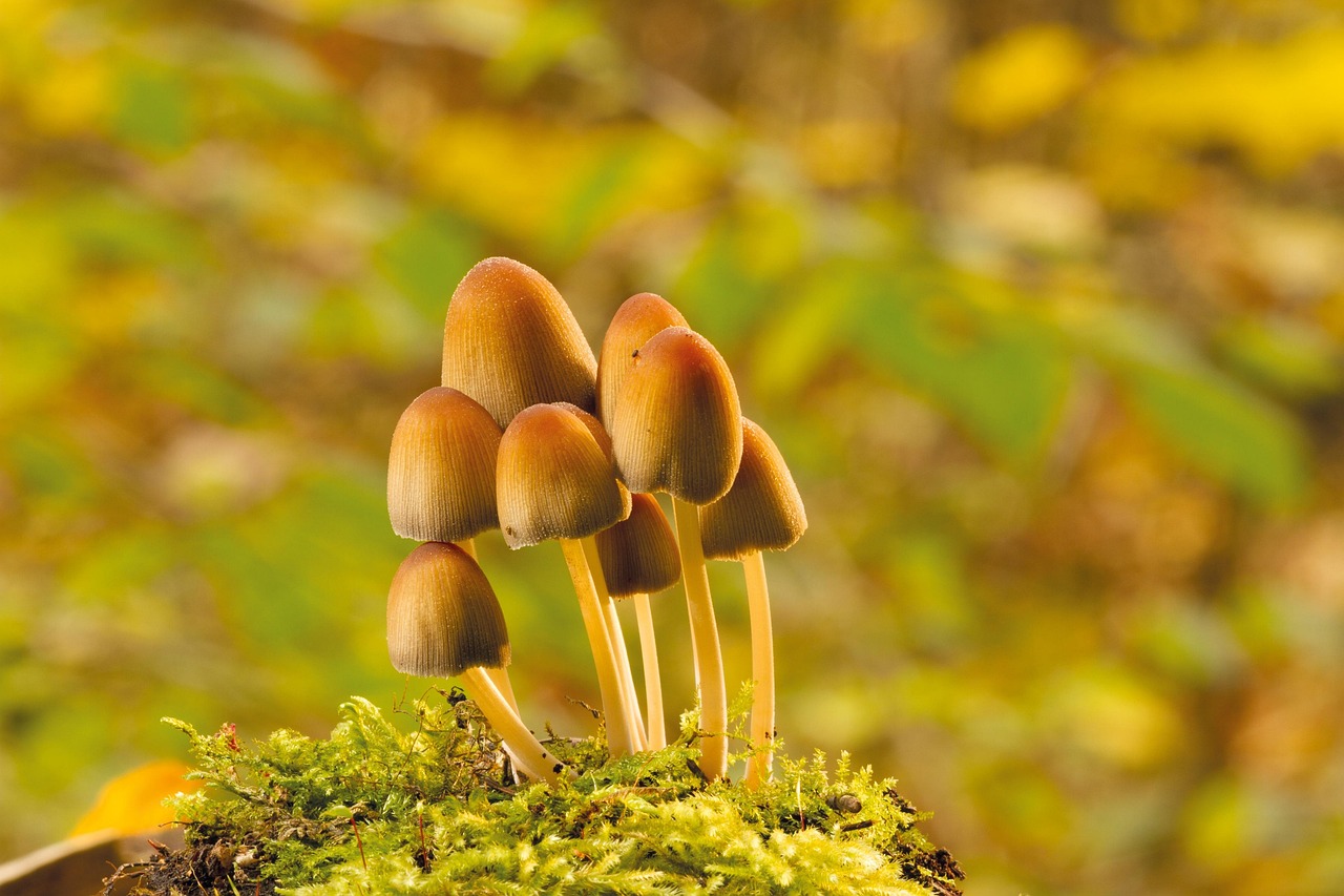 Mica Ink Cap Mushrooms Mushroom - Free photo on Pixabay