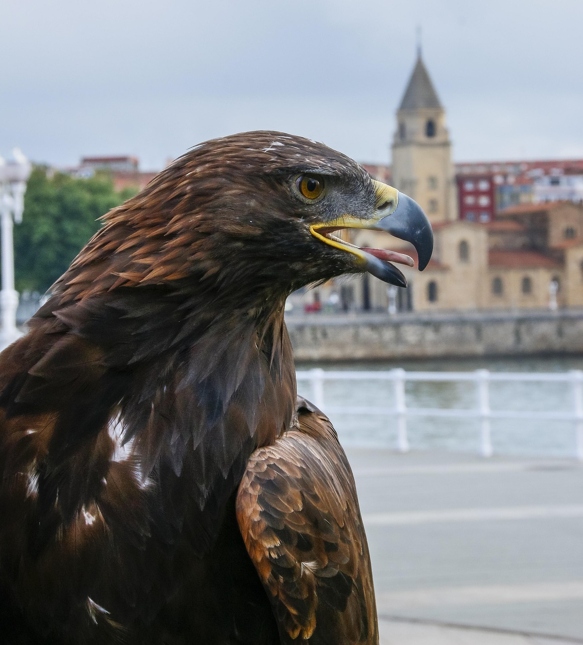 Aguila Ave Rapaz - Foto gratis en Pixabay - Pixabay