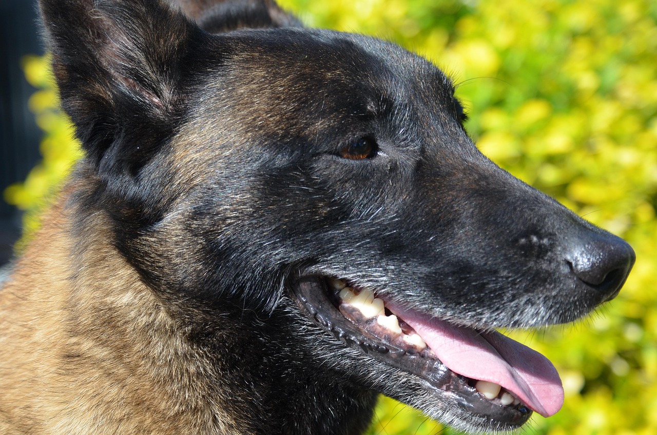 Perro Pastor Belga Malinois - Foto gratis en Pixabay - Pixabay