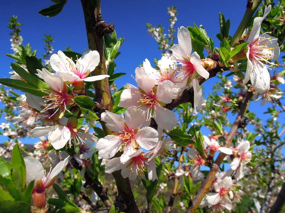 Fleur D'Amandier Arbre En Fleurs - Photo gratuite sur Pixabay - Pixabay