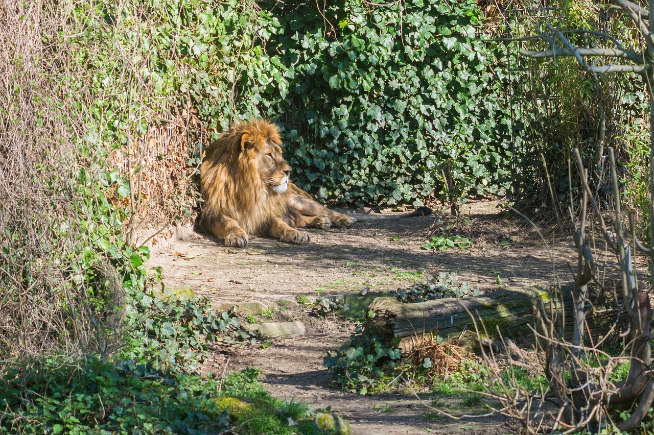 Lion Gros Chat Zoo - Photo gratuite sur Pixabay - Pixabay