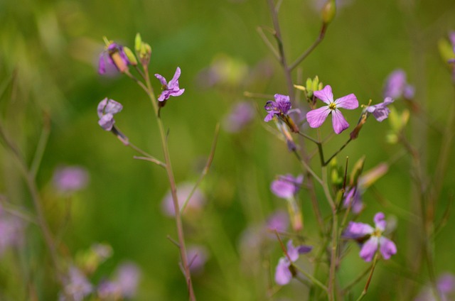 Flora Flowers Native - Free photo on Pixabay - Pixabay