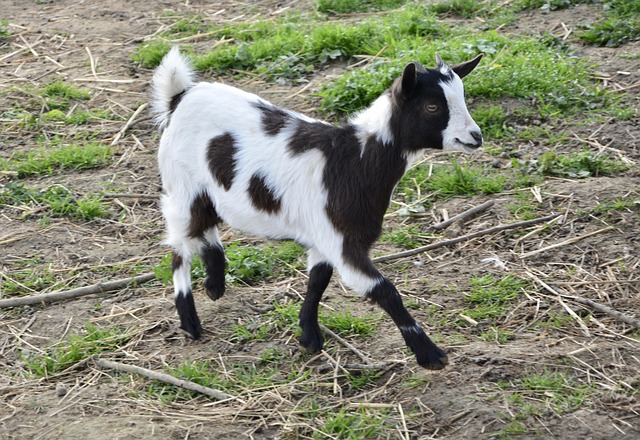 Goat Black - Free photo on Pixabay - Pixabay