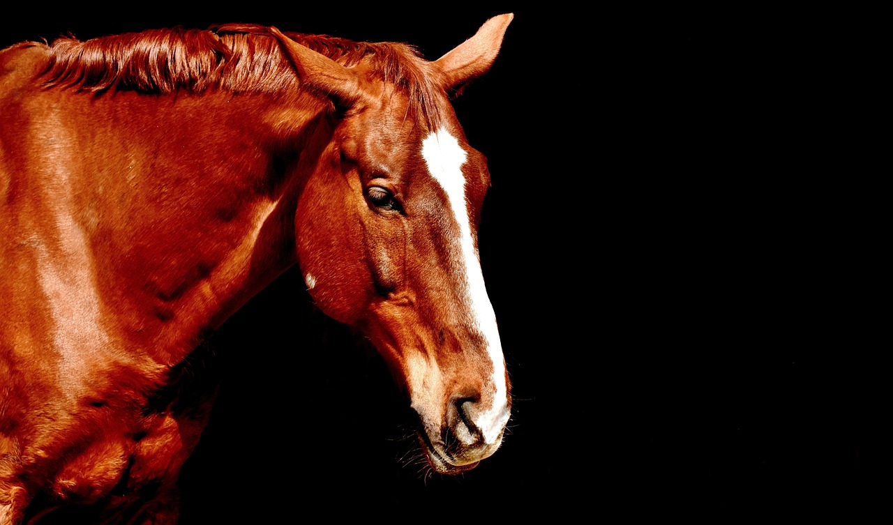 Caballo Marrón Retrato - Foto gratis en Pixabay - Pixabay