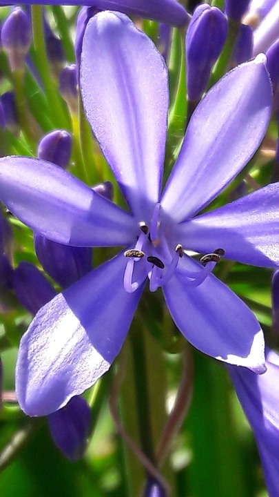 Lirio Do Nilo Lilás Lily Of The - Free photo on Pixabay - Pixabay