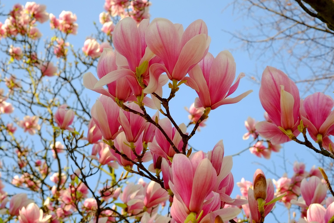 Immagini Di Alberi Di Magnolia
