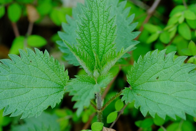 Urtiga Erva Medicinal Ervas - Foto gratuita no Pixabay - Pixabay