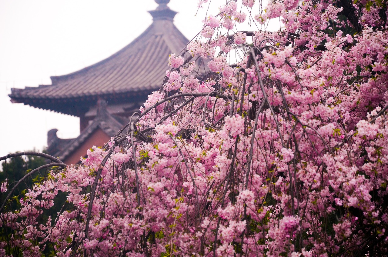 Qinglong Templu Cherry Blossom - Fotografie gratuită pe Pixabay - Pixabay