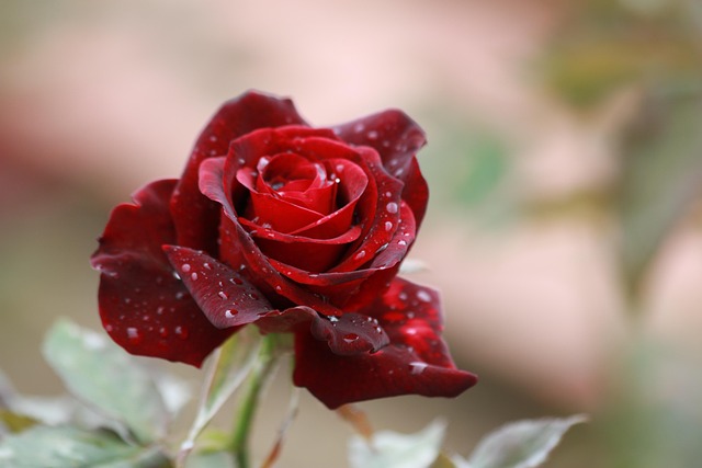 Rose Flower Red - Free photo on Pixabay
