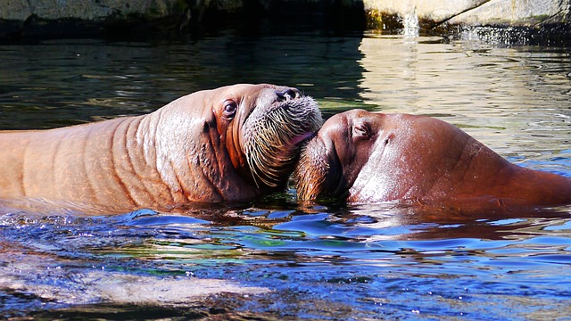 50+ Free Walrus & Nature Photos - Pixabay