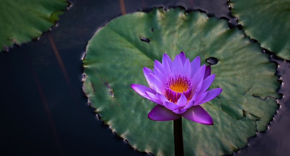 Lirio De Agua Humedales - Foto gratis en Pixabay - Pixabay