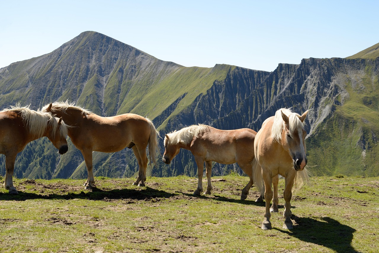 Caballo Haflinger Montaña - Foto gratis en Pixabay