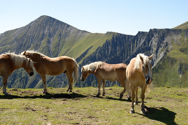 Cheval Haflinger Montagne - Photo gratuite sur Pixabay - Pixabay
