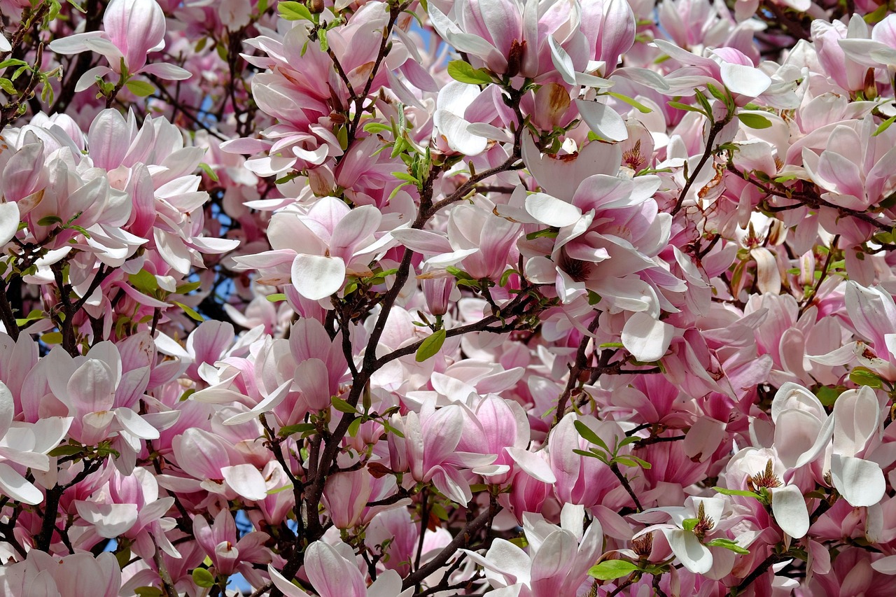40,000+ Free Tulip Trees & Nature Images - Pixabay