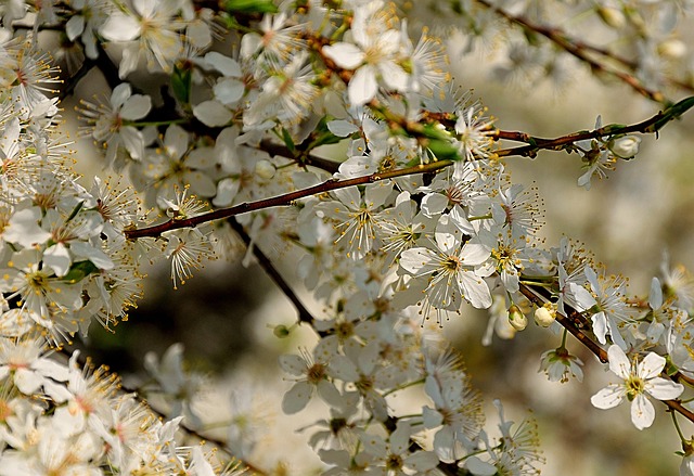 Blühende Büsche Frühling Weiße - Kostenloses Foto auf Pixabay - Pixabay