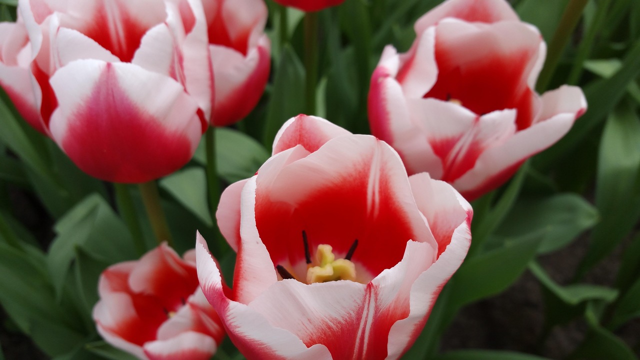 Fleur Tulipes La Nature Le - Photo gratuite sur Pixabay - Pixabay