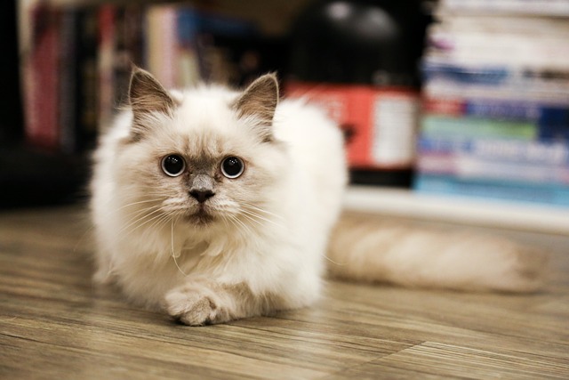 Cat Pet Kitty - Free photo on Pixabay