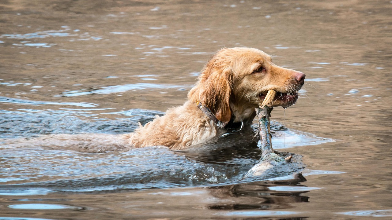 Golden Retriever Retrieve Lake To - Free photo on Pixabay