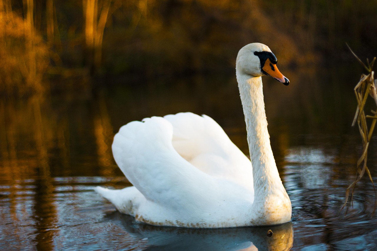 Cisne Pájaro Naturaleza Fauna - Foto gratis en Pixabay - Pixabay