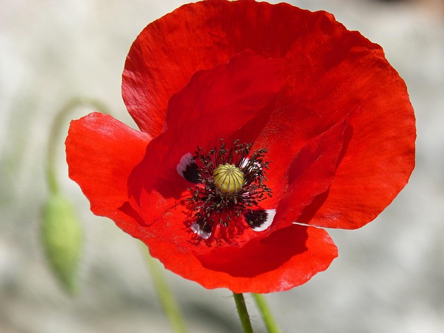Poppy Ababol Rosella - Free photo on Pixabay - Pixabay